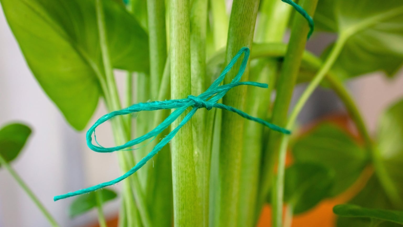 9 Ways to Stake and Support Vining Houseplants