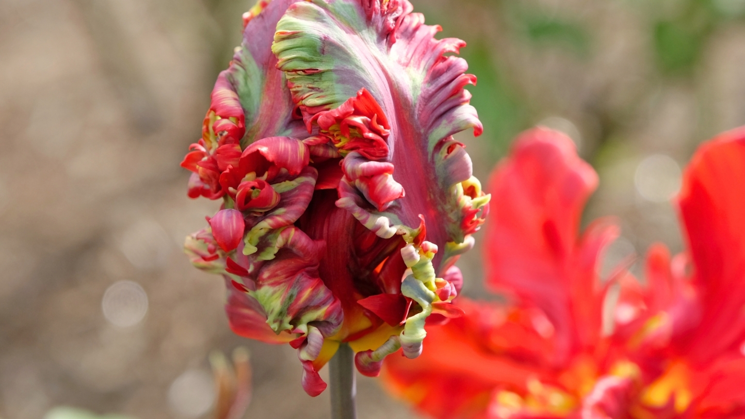 How to Plant, Grow, and Care For Parrot Tulips