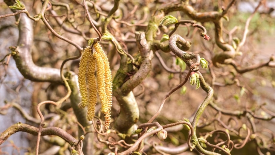 How to Plant, Grow, and Care for Contorted Hazelnut Trees