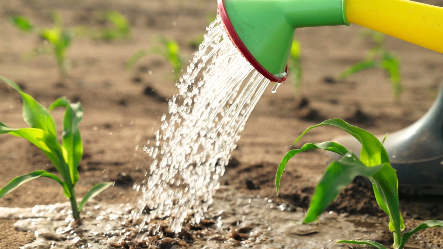 When and How to Grow Sweet Corn in the Home Garden