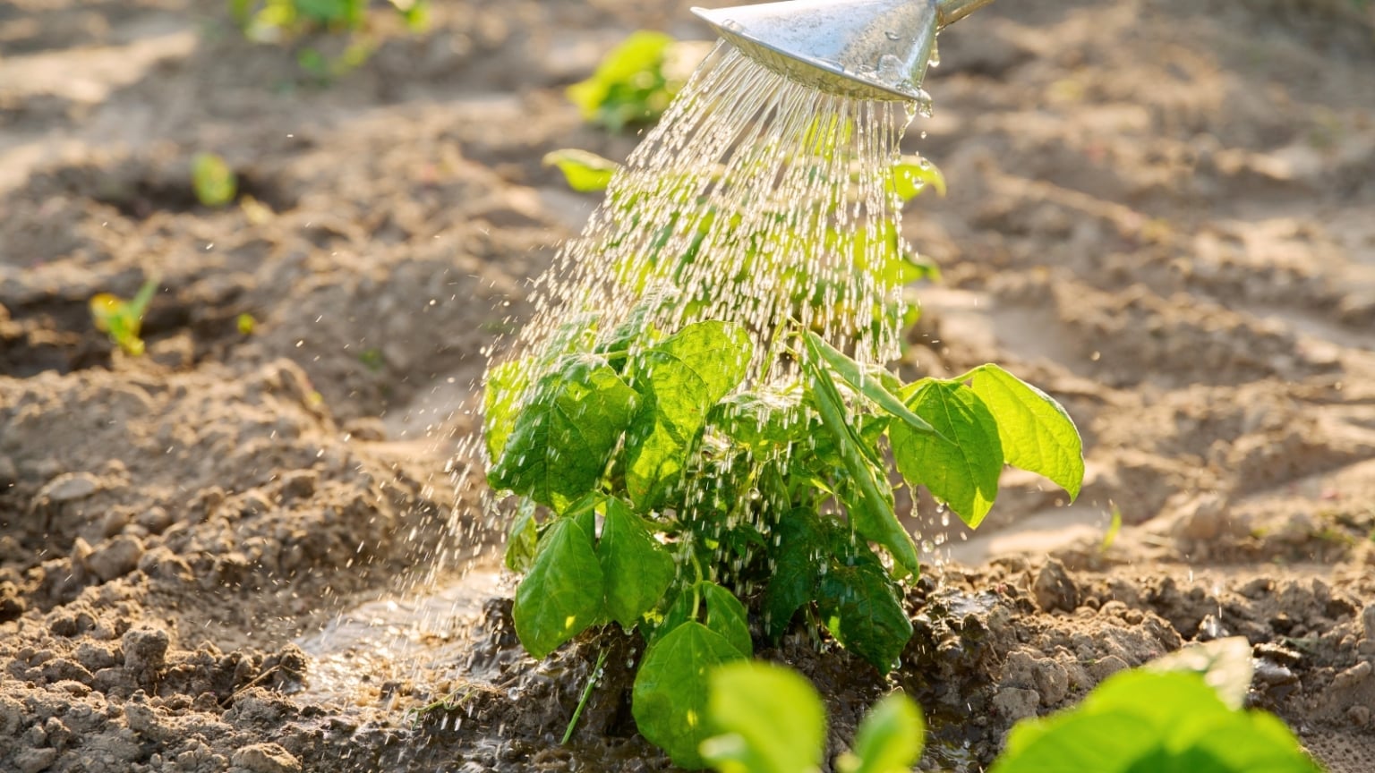 How To Grow Beans: Ultimate Guide For Success - Epic Gardening