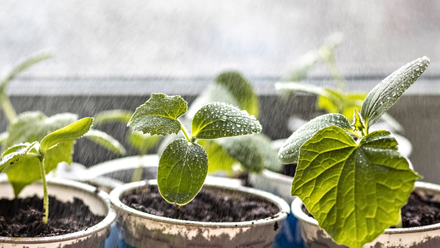 When and How to Start Cucumber Seeds Indoors