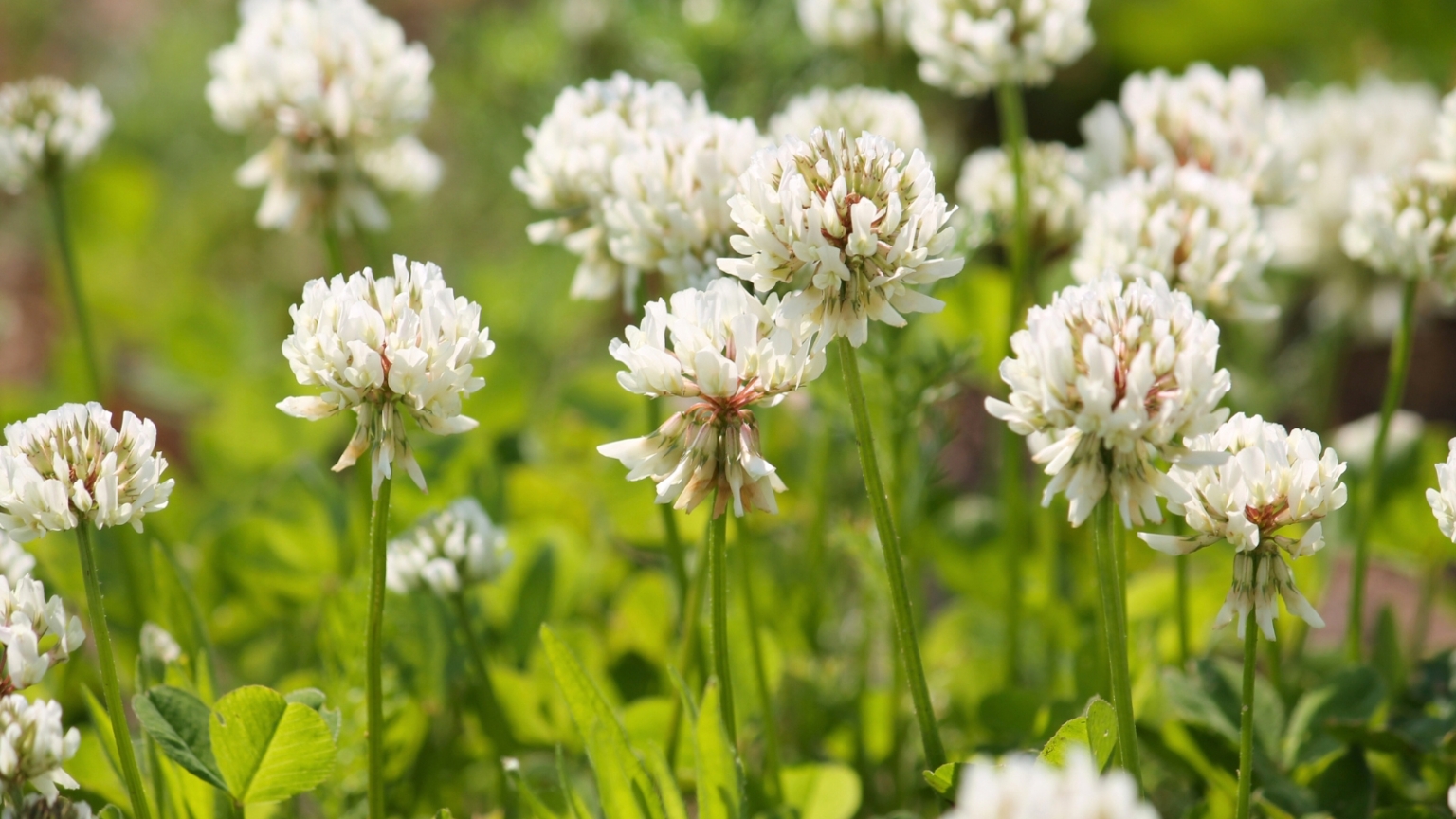 7 Weeds That Are Actually Good for Your Garden