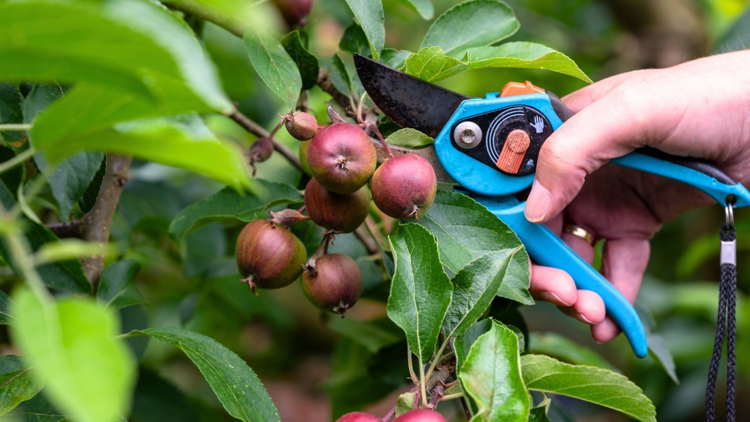 When and How to Thin Fruit Trees for Beginners