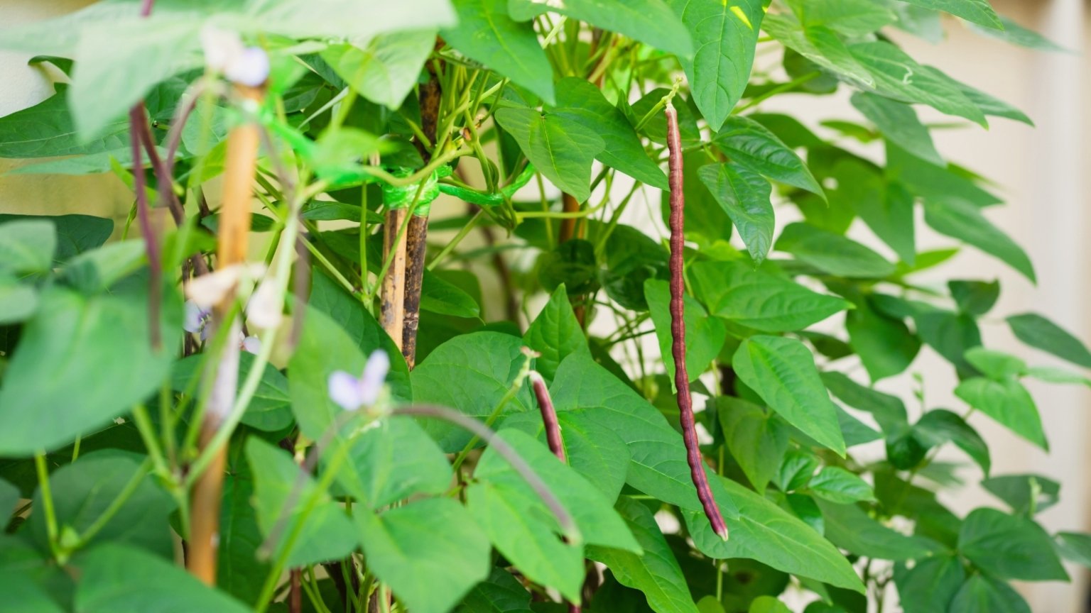 How to Plant, Grow, and Care for 'Red Noodle' Beans