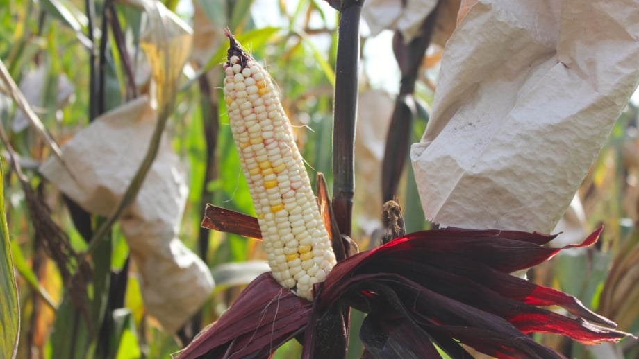 When and How to Grow Sweet Corn in the Home Garden