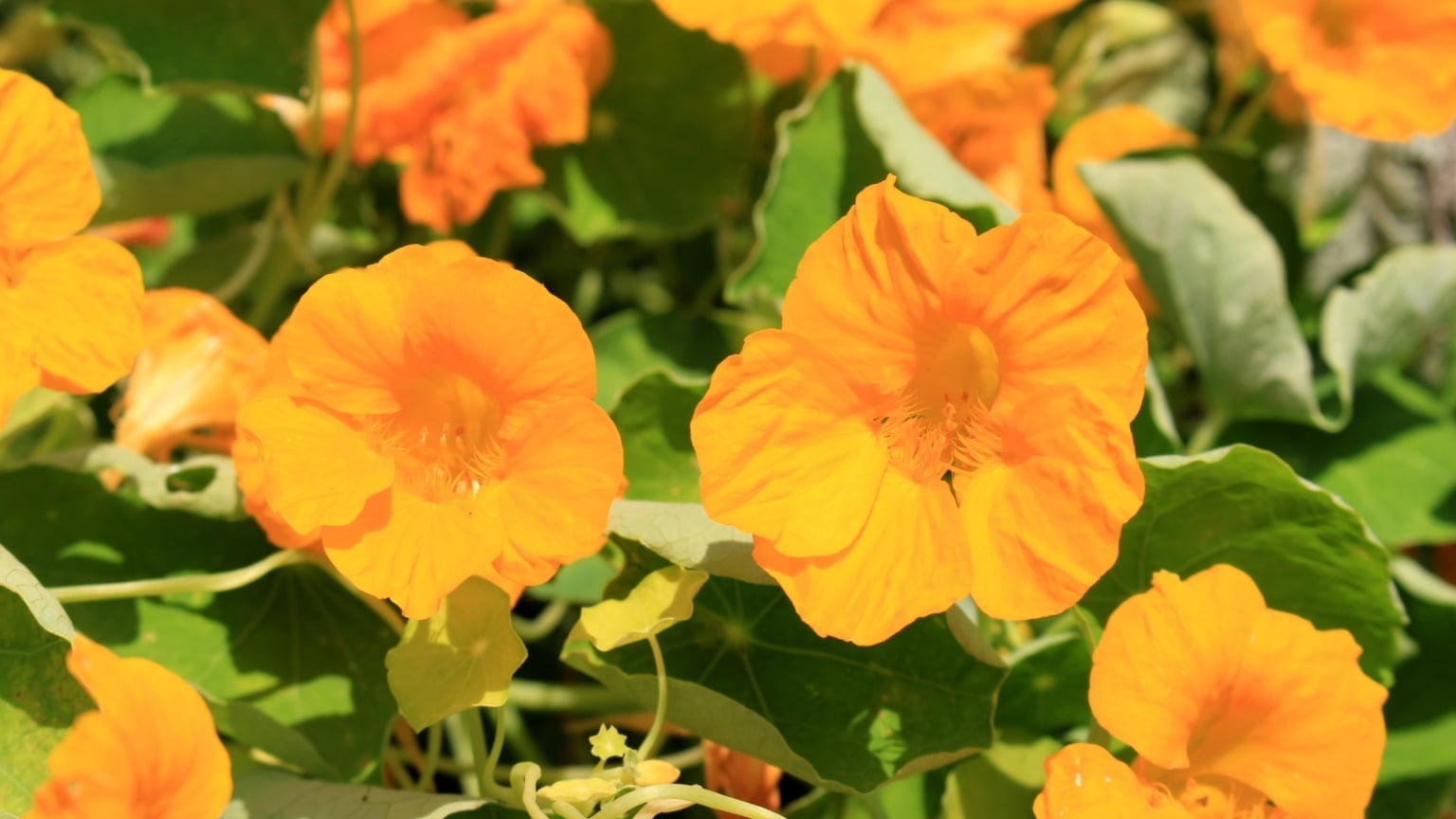 19 Beautiful Nasturtium Varieties to Grow this Season - Epic Gardening