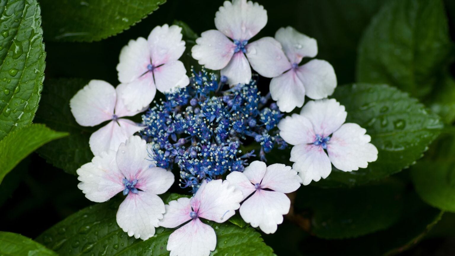 9 Varieties of Cold-Hardy Mountain Hydrangeas for Your Landscape