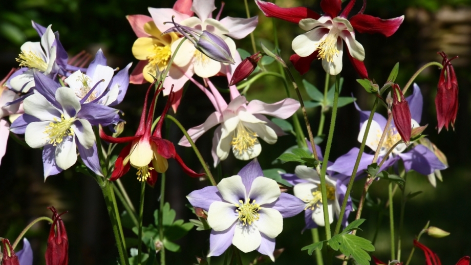 9 Beautiful Columbine Varieties for Shade Gardens