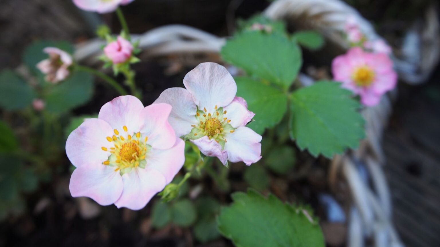 7 Strawberry Varieties With Charming Pink Flowers