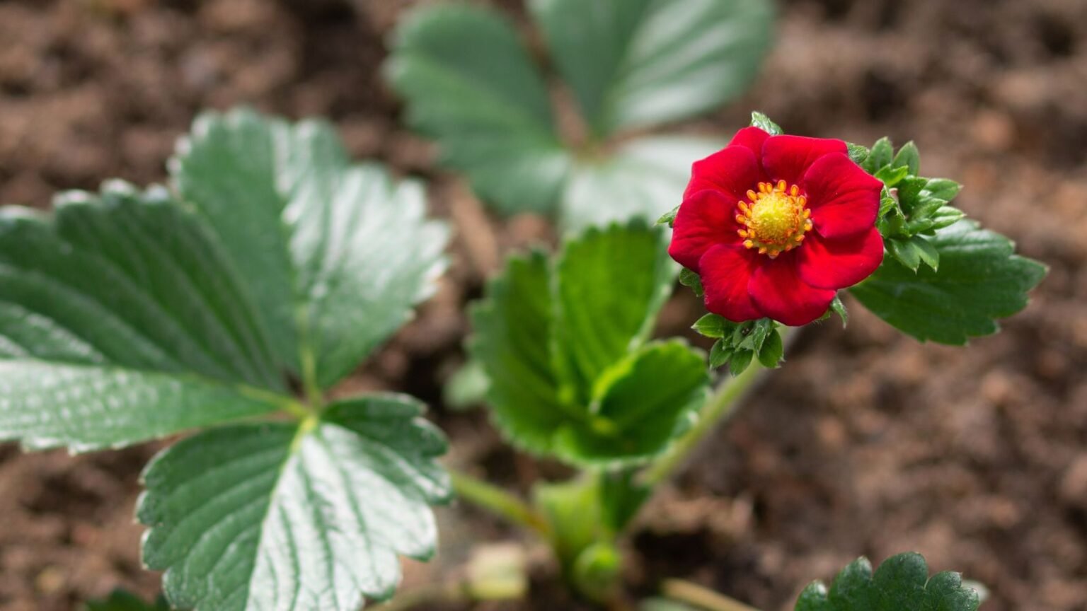 7 Strawberry Varieties With Charming Pink Flowers