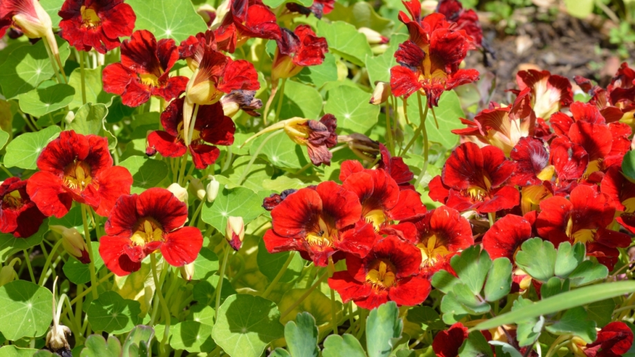 19 Beautiful Nasturtium Varieties to Grow this Season - Epic Gardening
