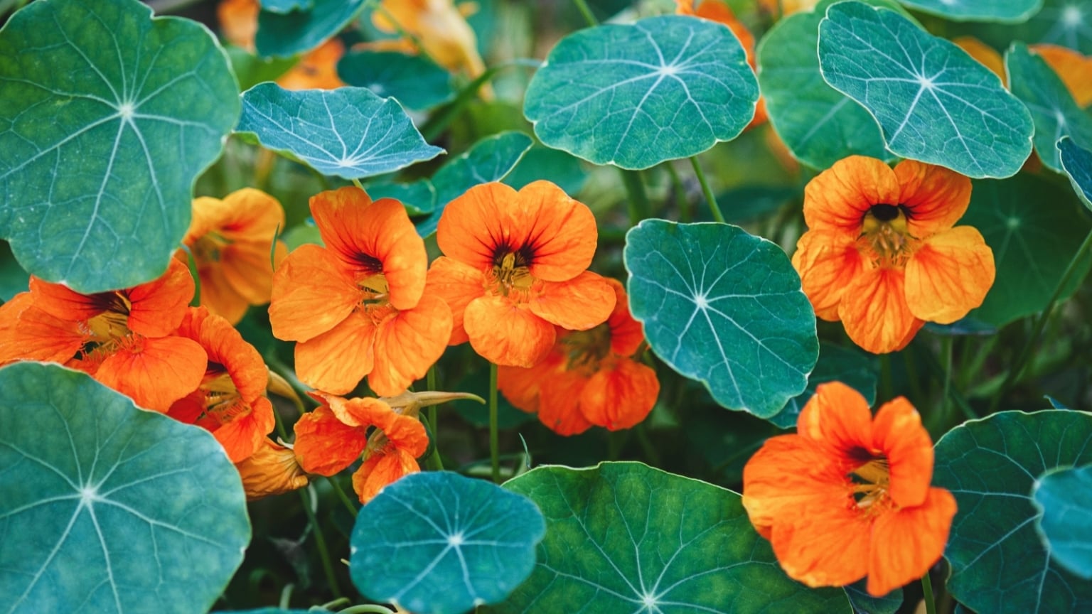 19 Beautiful Nasturtium Varieties to Grow this Season - Epic Gardening
