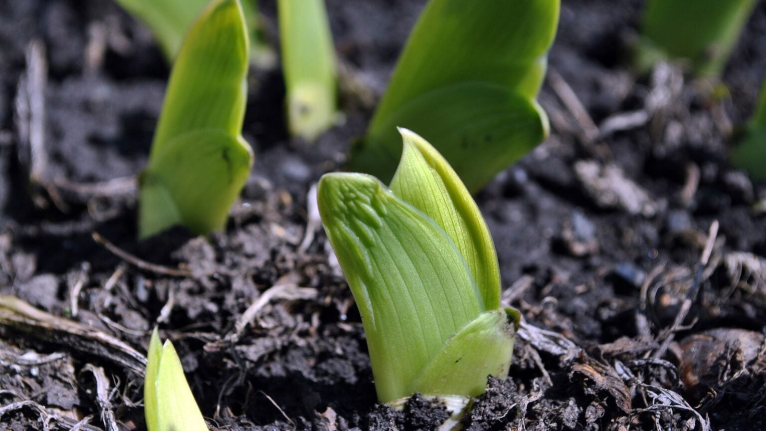 How to Grow Irises From Seed in 5 Simple Steps