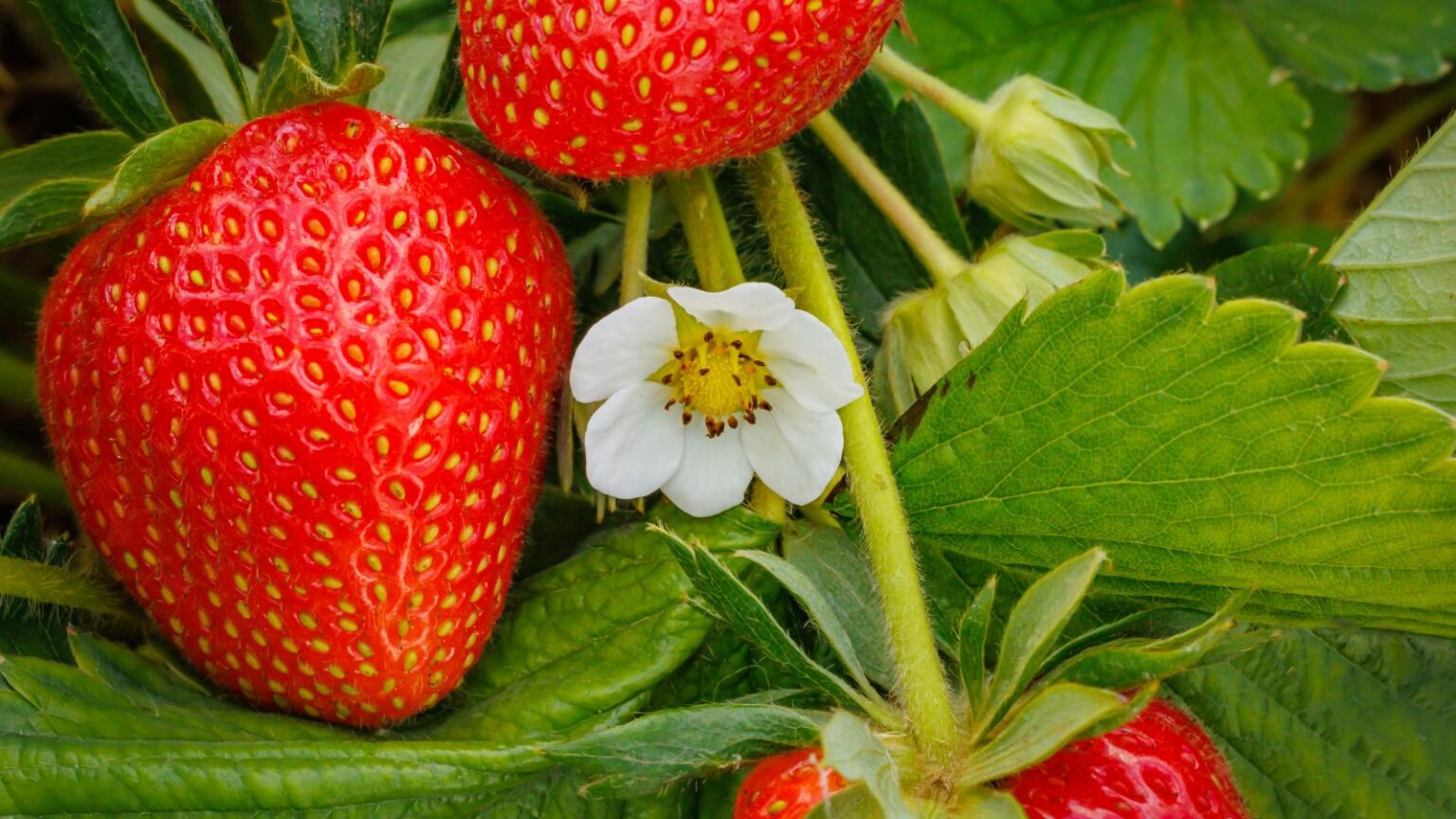 9 Tips for Bigger, Sweeter Homegrown Strawberries