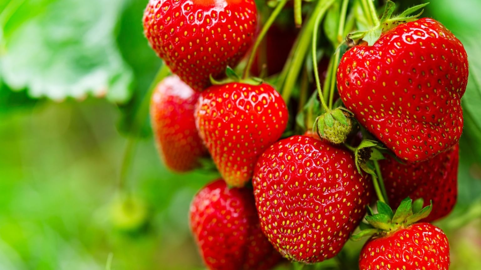 9 Tips for Bigger, Sweeter Homegrown Strawberries