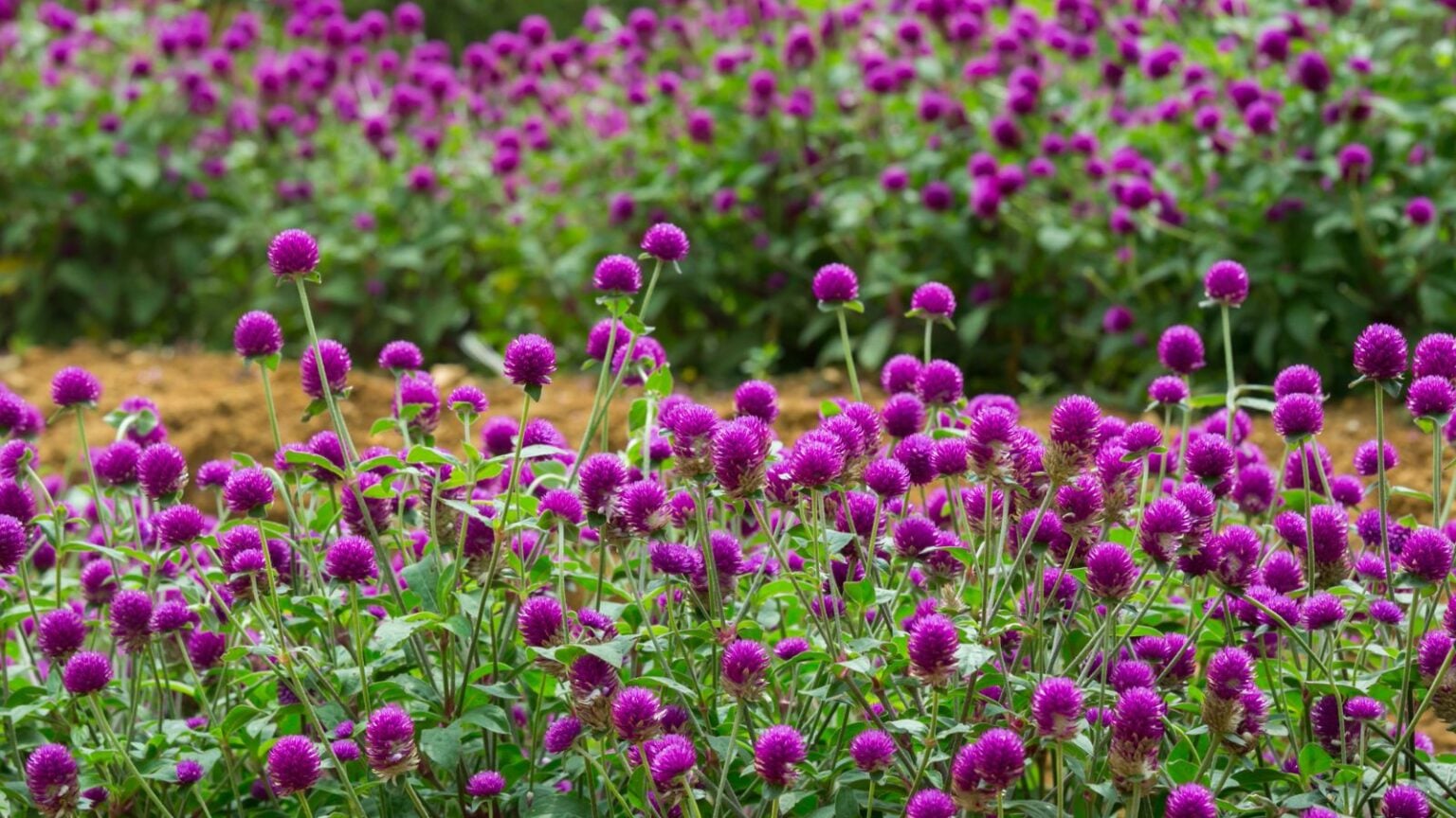 How to Plant, Grow, and Care for Gomphrena