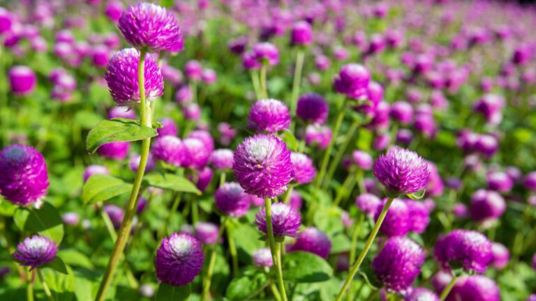 How to Plant, Grow, and Care for Gomphrena