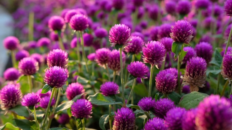 How to Plant, Grow, and Care for Gomphrena