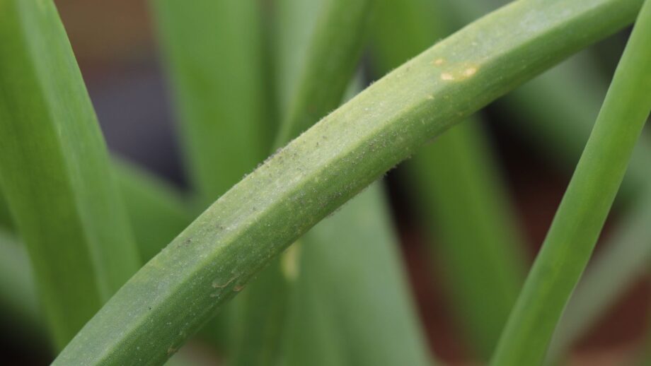 How To Plant, Grow, and Care for Green Onions or Scallions