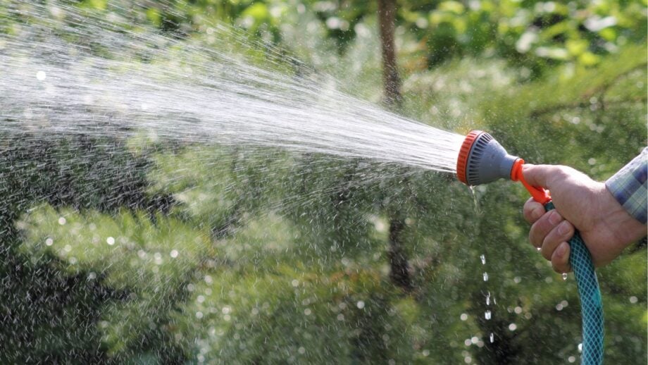 How to Plant, Grow, and Care for 'Skyrocket' Juniper