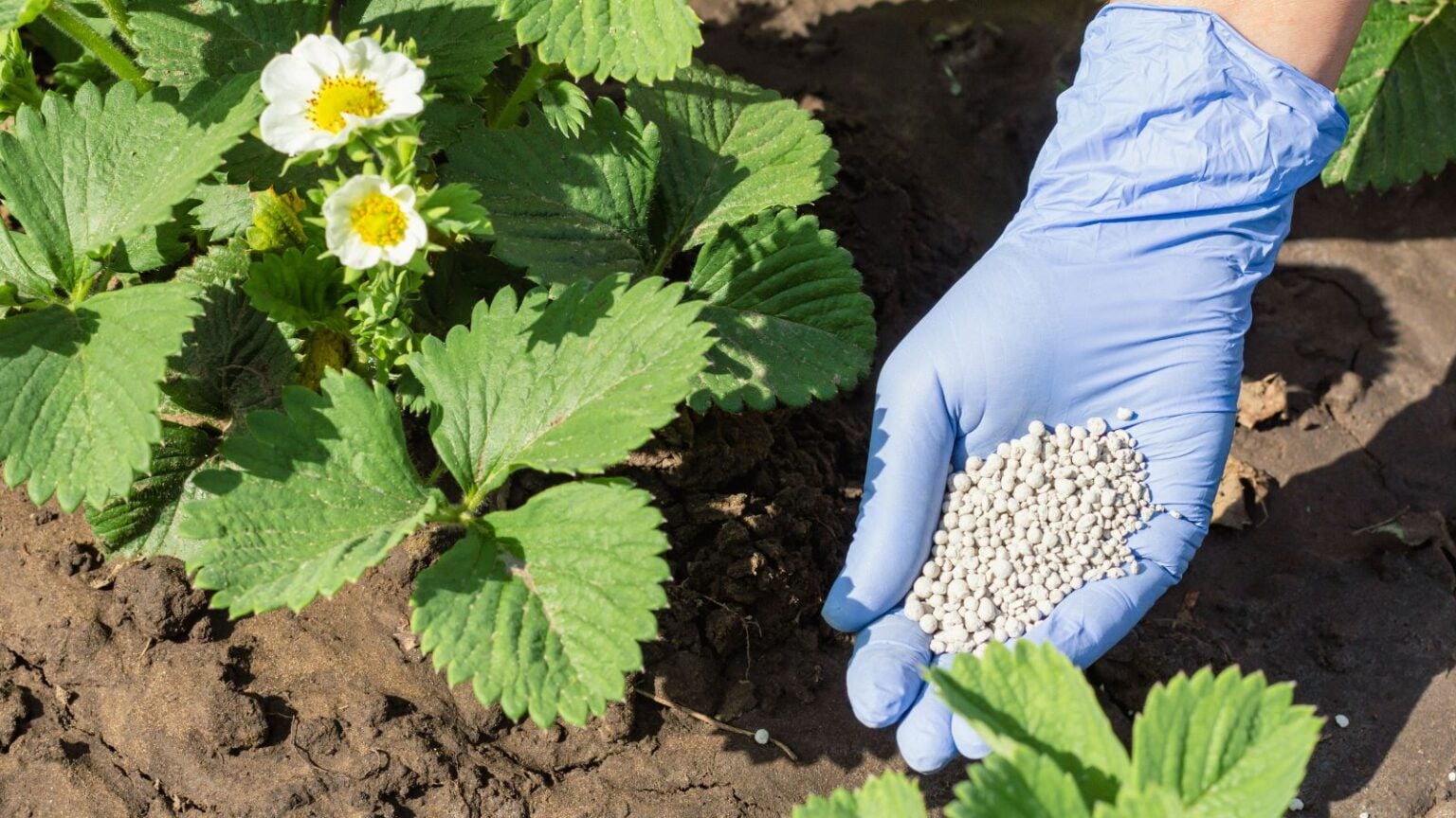 9 Tips for Bigger, Sweeter Homegrown Strawberries