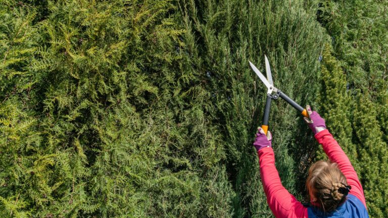 How to Plant, Grow, and Care for 'Skyrocket' Juniper