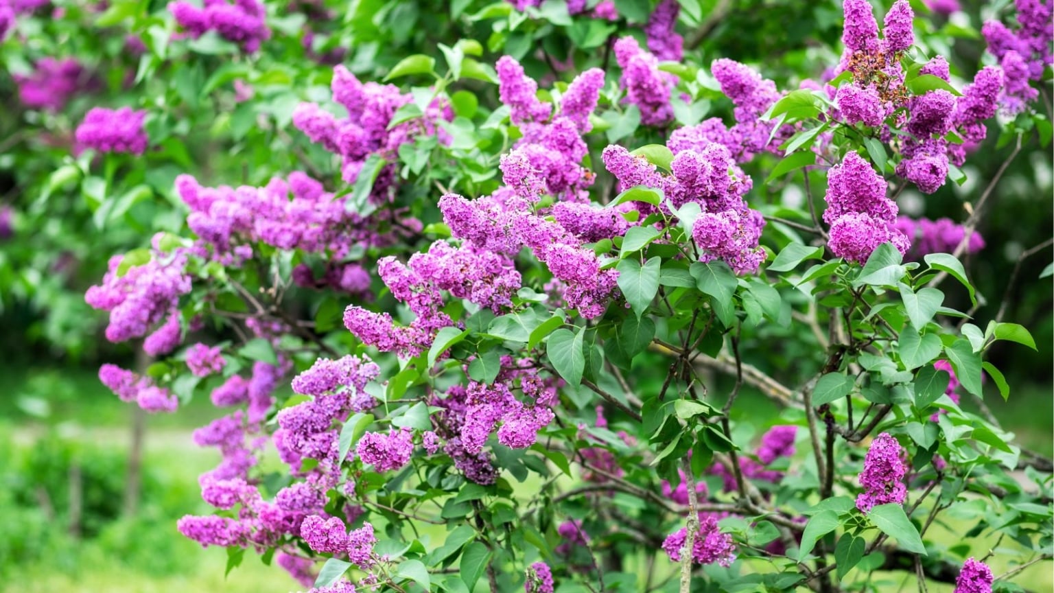 9 Reasons Your Lilac isn't Blooming This Year