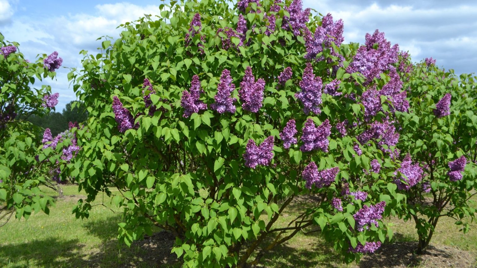 How to Dig and Transplant Lilac Shrub Runners