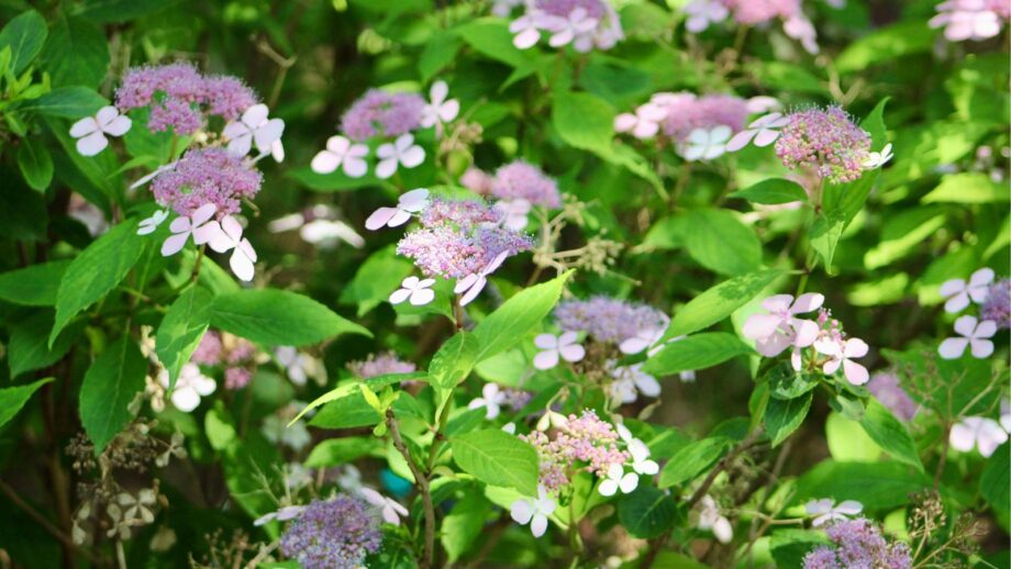 9 Varieties of Cold-Hardy Mountain Hydrangeas for Your Landscape