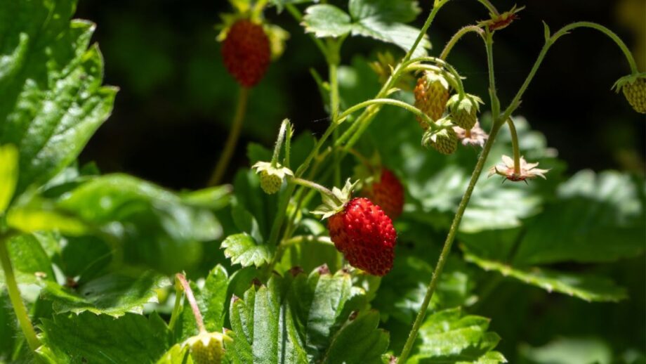 9 Tips for Bigger, Sweeter Homegrown Strawberries
