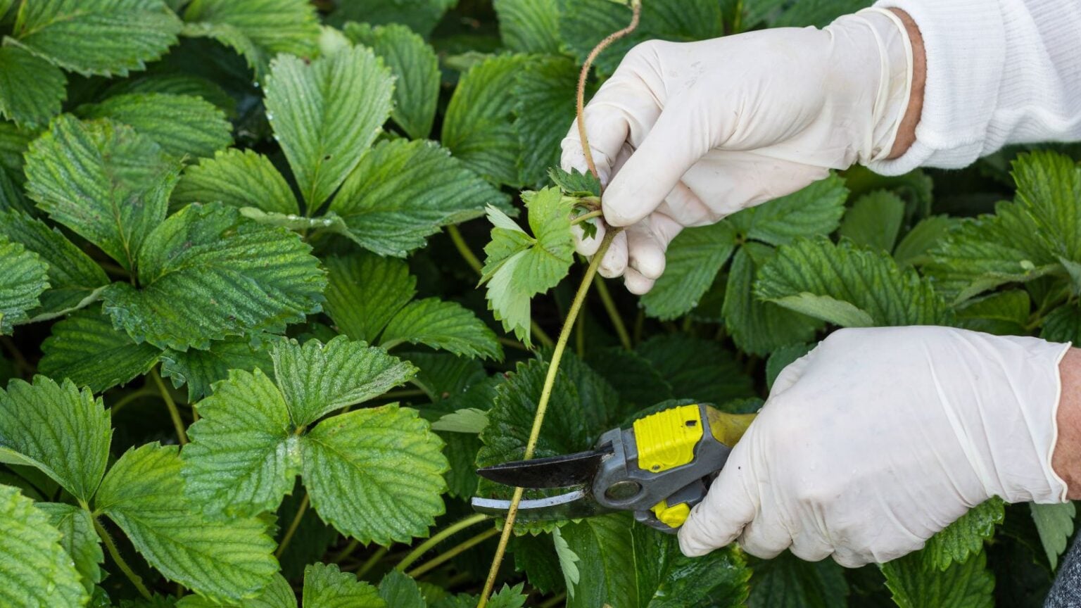 9 Tips for Bigger, Sweeter Homegrown Strawberries