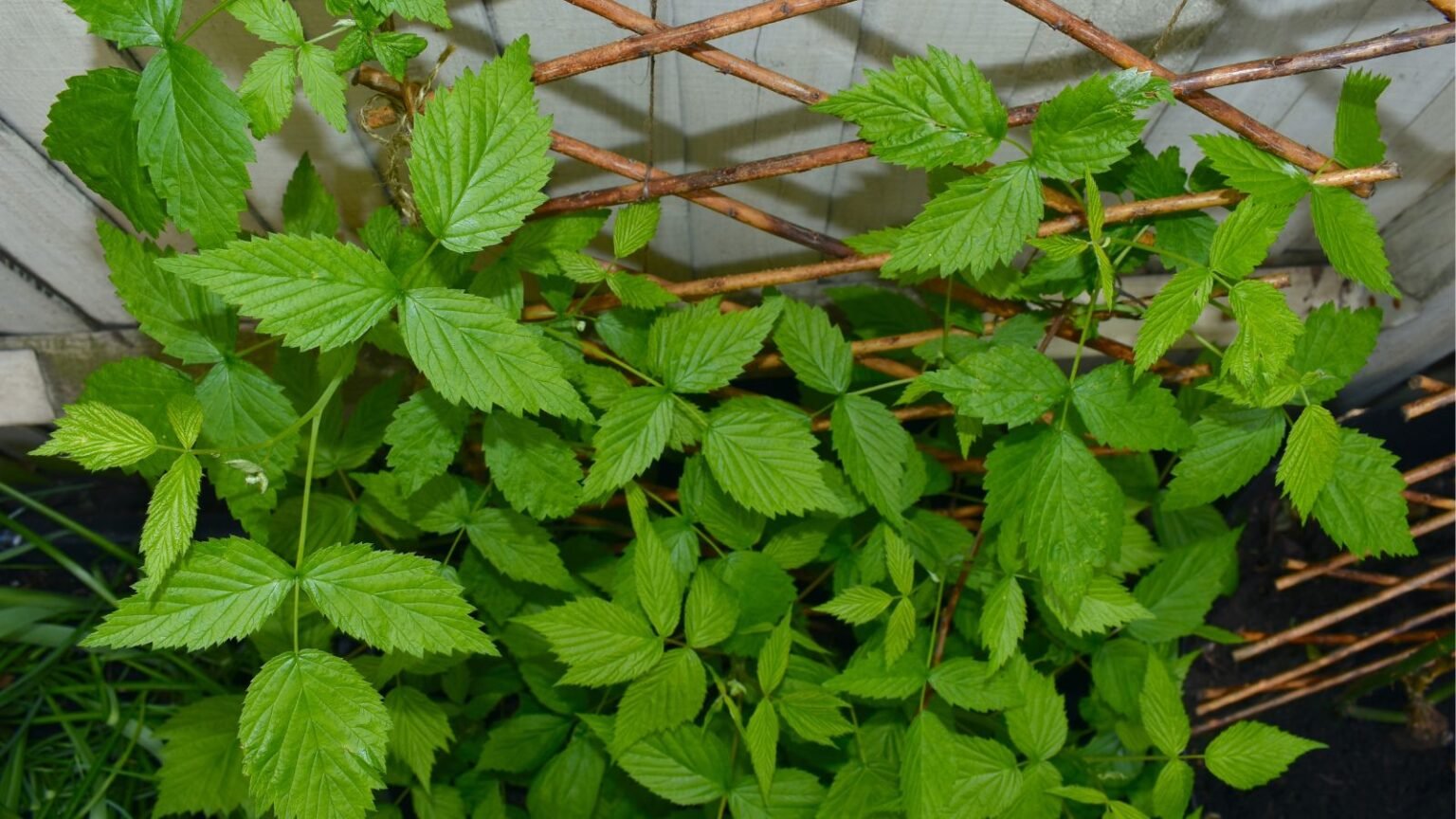 The Ultimate Guide to Growing Raspberries