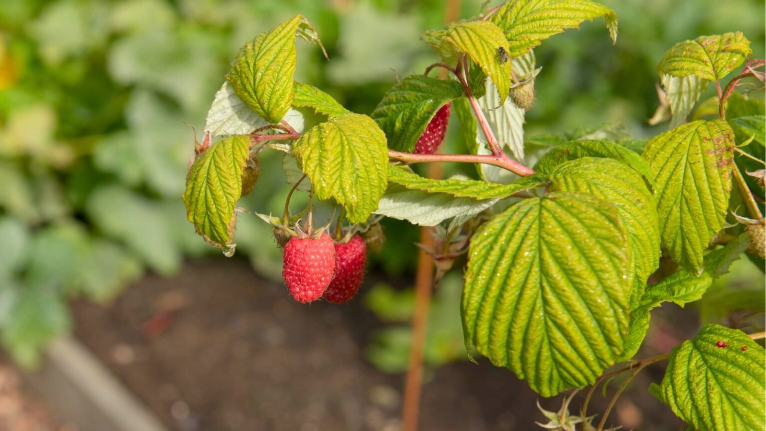 The Ultimate Guide to Growing Raspberries