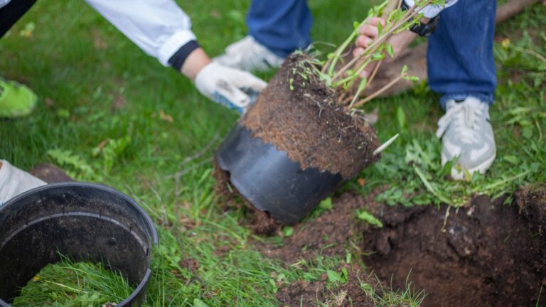 How to Dig and Transplant Lilac Shrub Runners