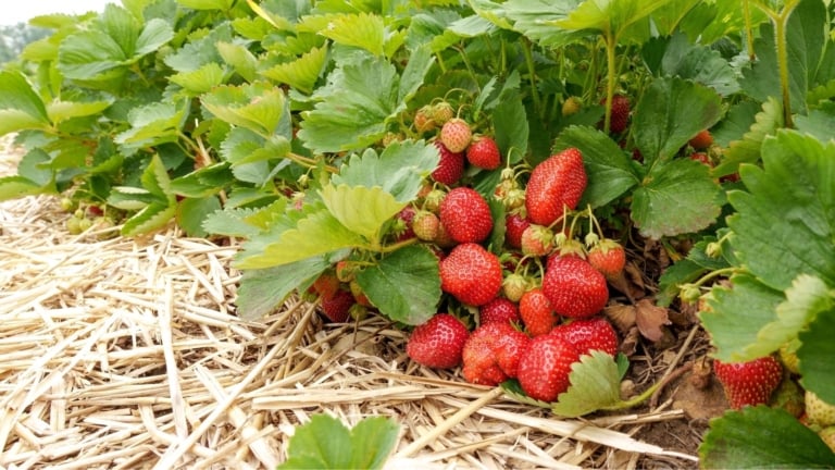 9 Best Mulch Types for Your Strawberry Patch