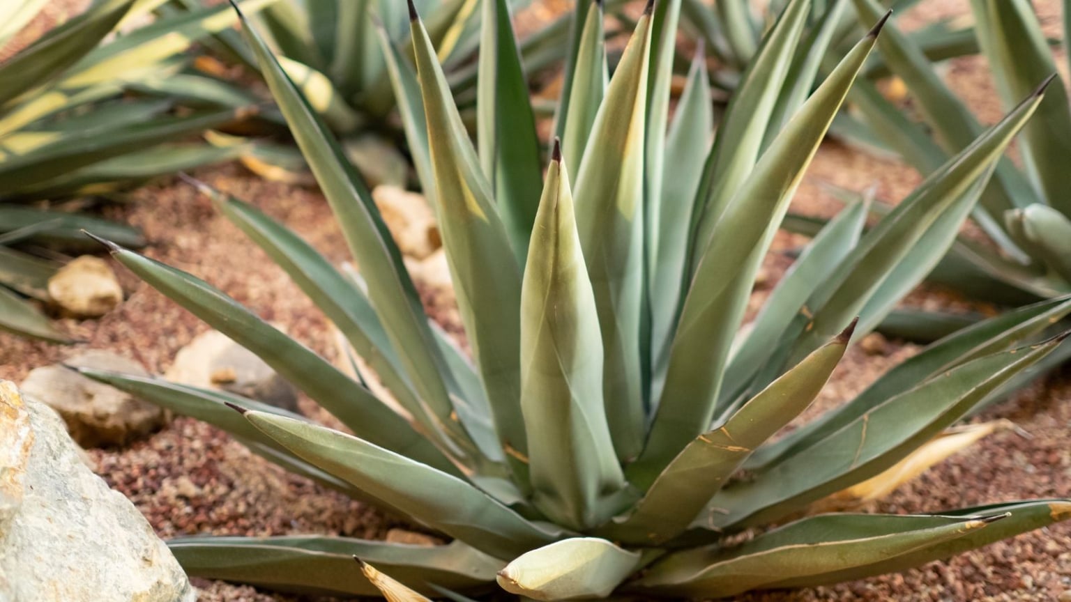 15 Garden Plants You Almost Never Need to Water