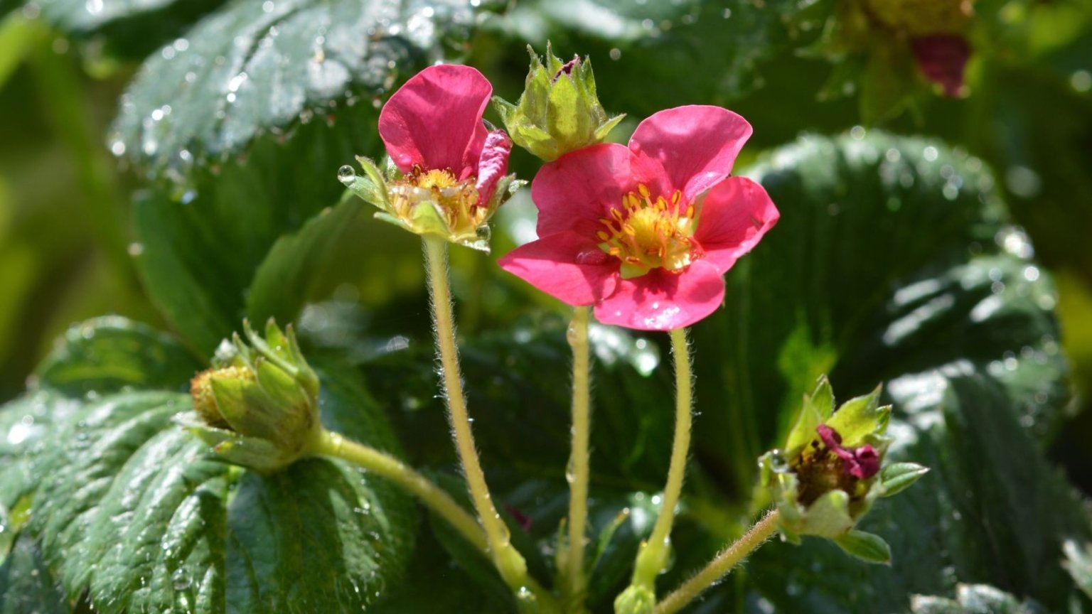7 Strawberry Varieties With Charming Pink Flowers