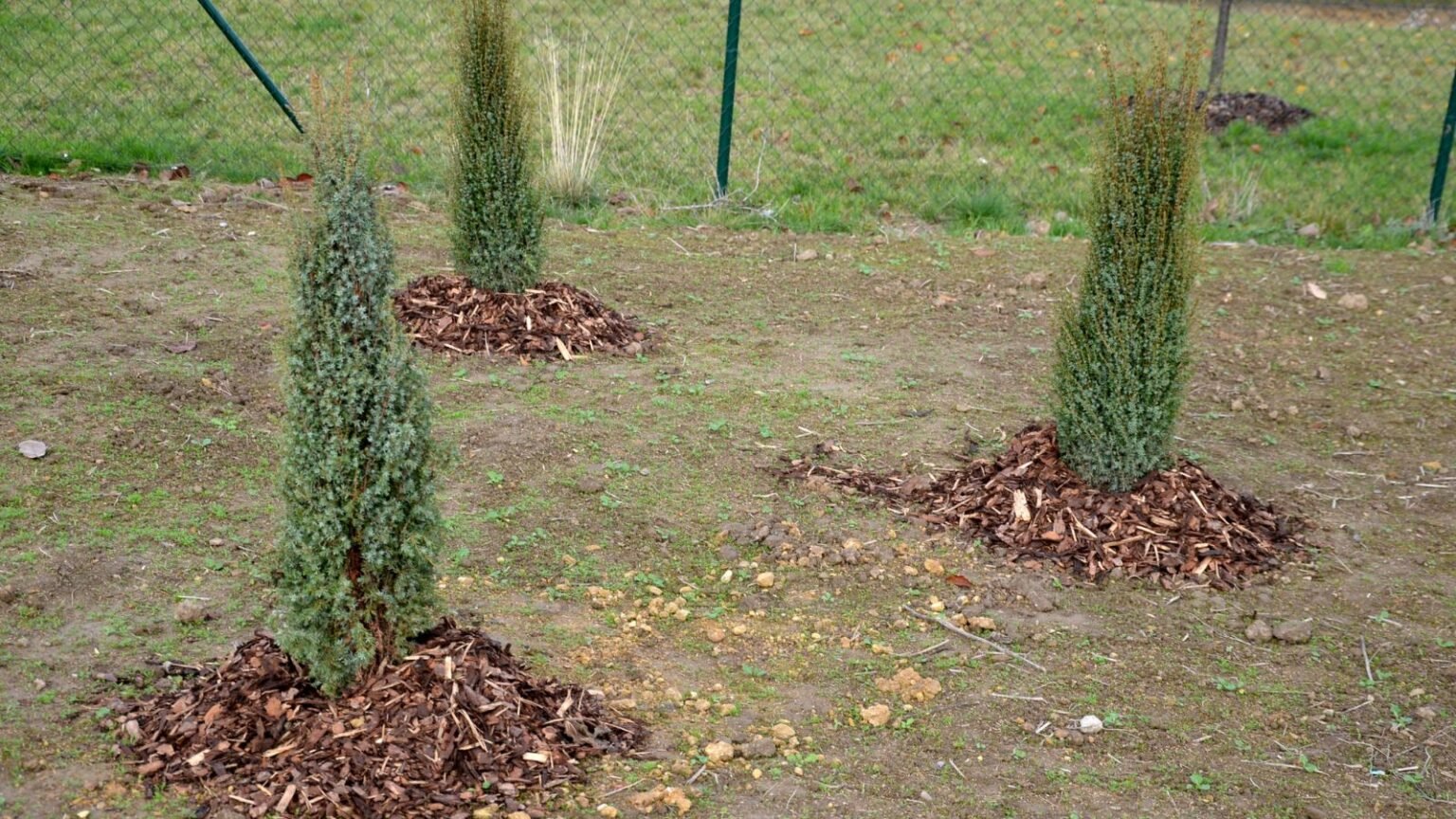 How to Plant, Grow, and Care for 'Skyrocket' Juniper