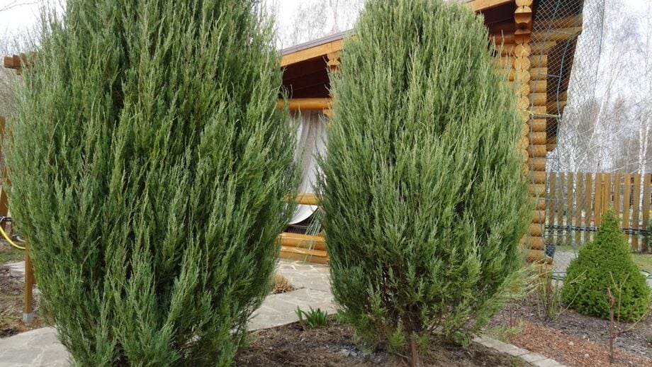 How to Plant, Grow, and Care for 'Skyrocket' Juniper