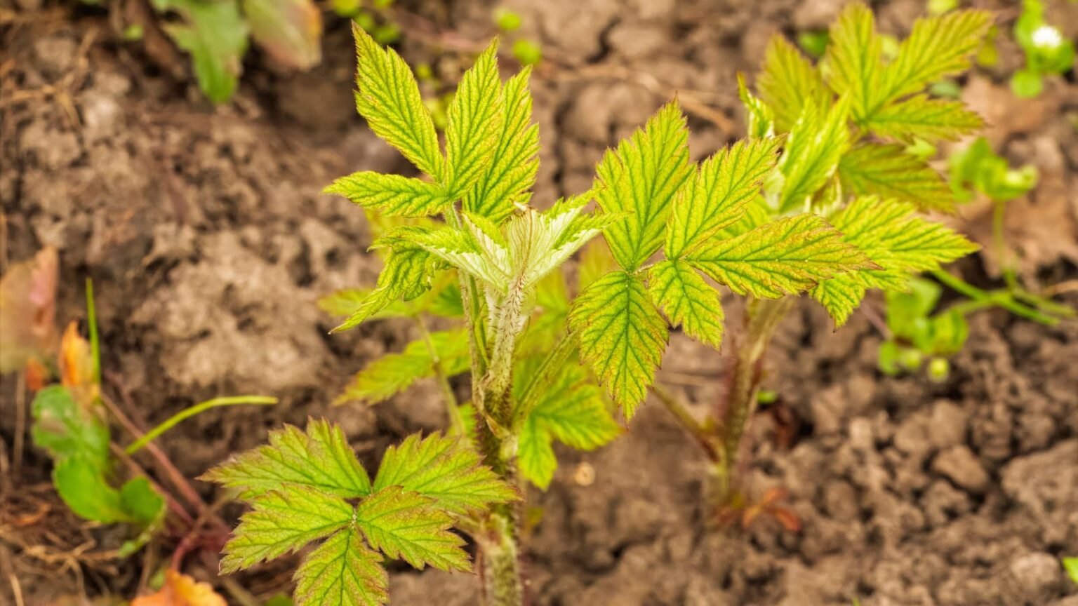 The Ultimate Guide to Growing Raspberries