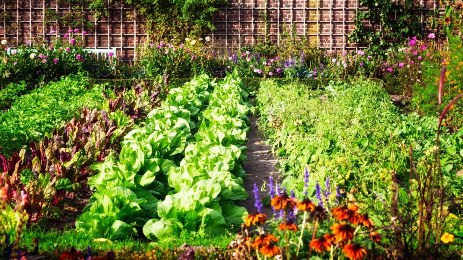 Crop Rotation Made Simple: The Four-Year Plan