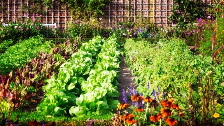 Crop Rotation Made Simple: The Four-Year Plan
