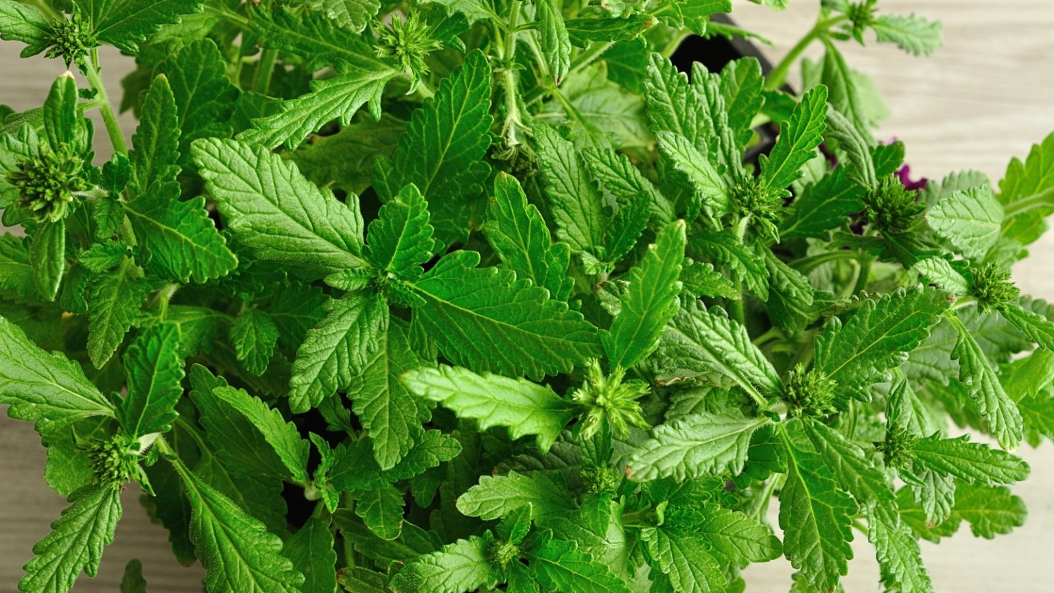 How to Plant, Grow, and Care for Verbena Bonariensis