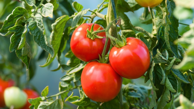 15 Essential Slicer Tomato Varieties to Grow This Season