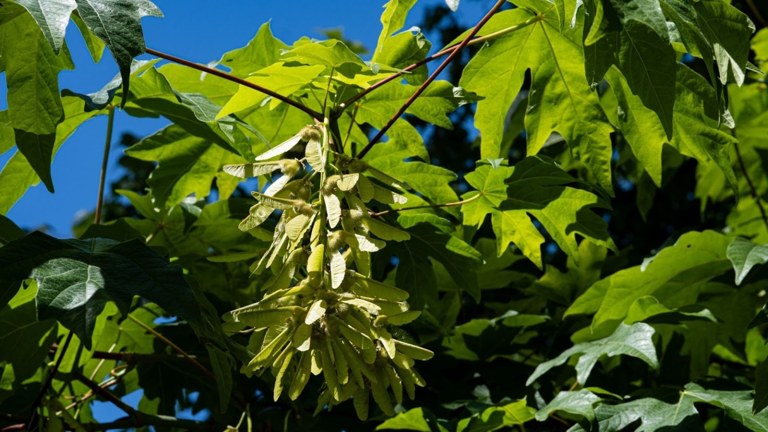 17 US-Native Trees to Plant for Arbor Day