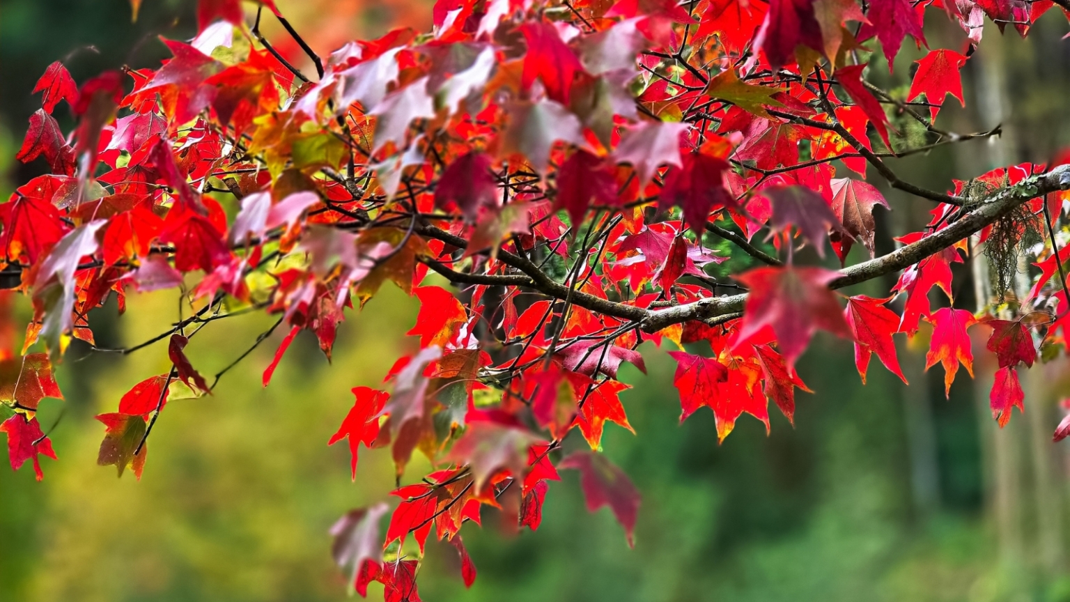 How to Plant, Grow, and Care For ‘Autumn Blaze®’ Maple Trees