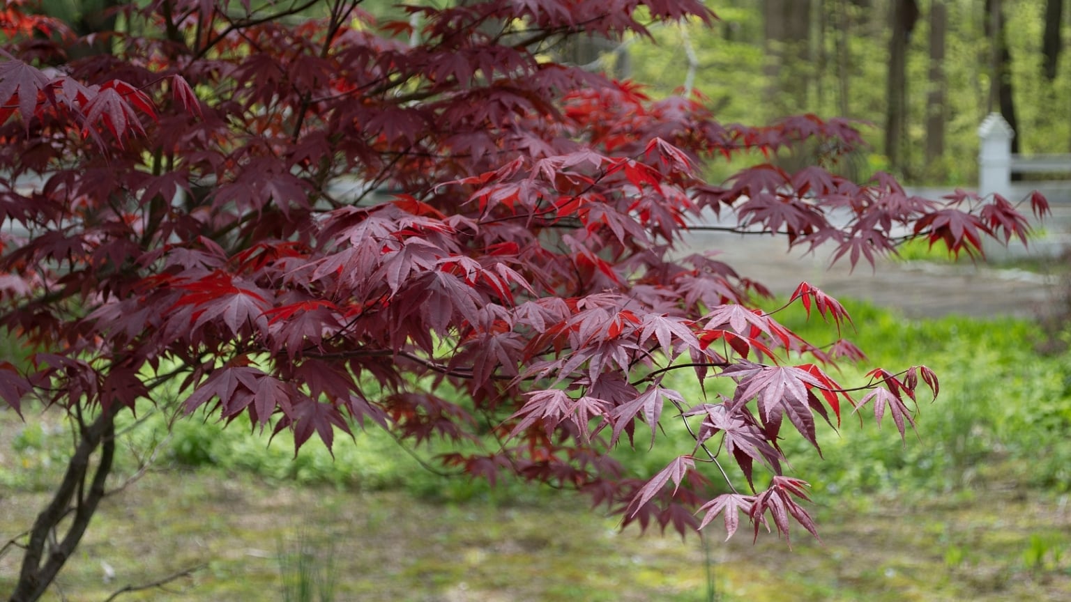 17 US-Native Trees to Plant for Arbor Day