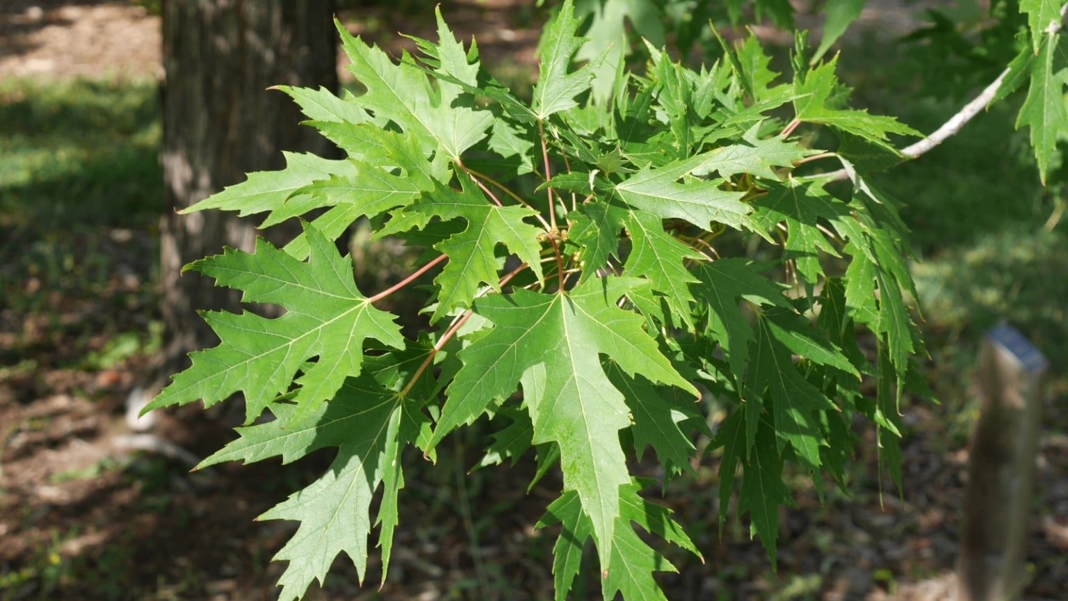 17 US-Native Trees to Plant for Arbor Day