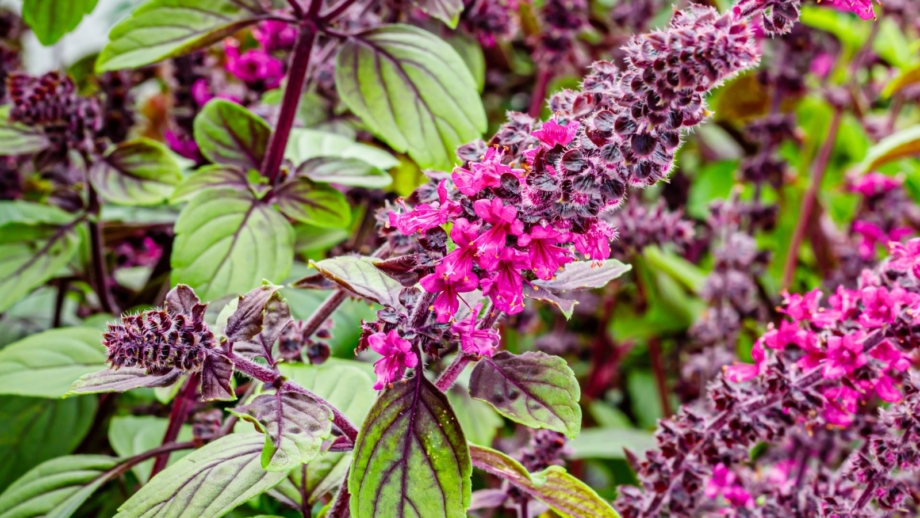 7 Ways to Attract More Bumblebees to Your Garden